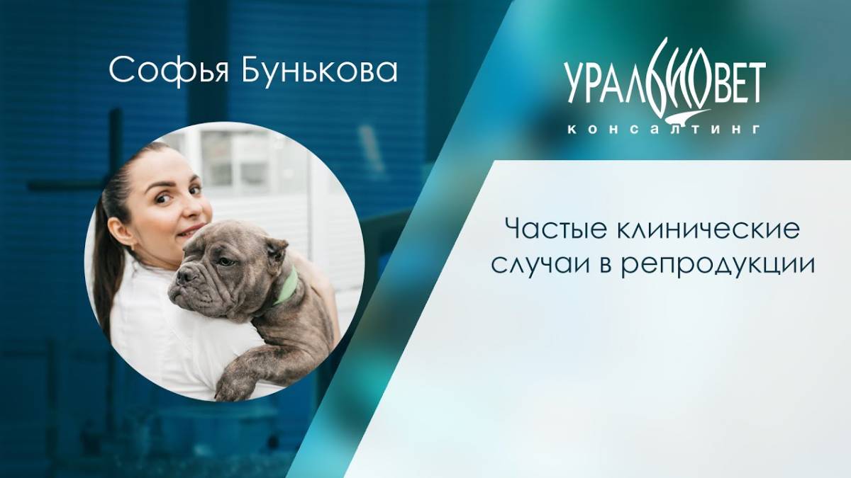 Частые клинические случаи в репродукции. Лектор Софья Бунькова #убвк_репродуктология