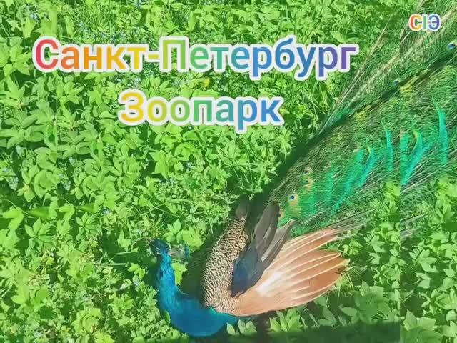 Санкт-Петербург_Зоопарк