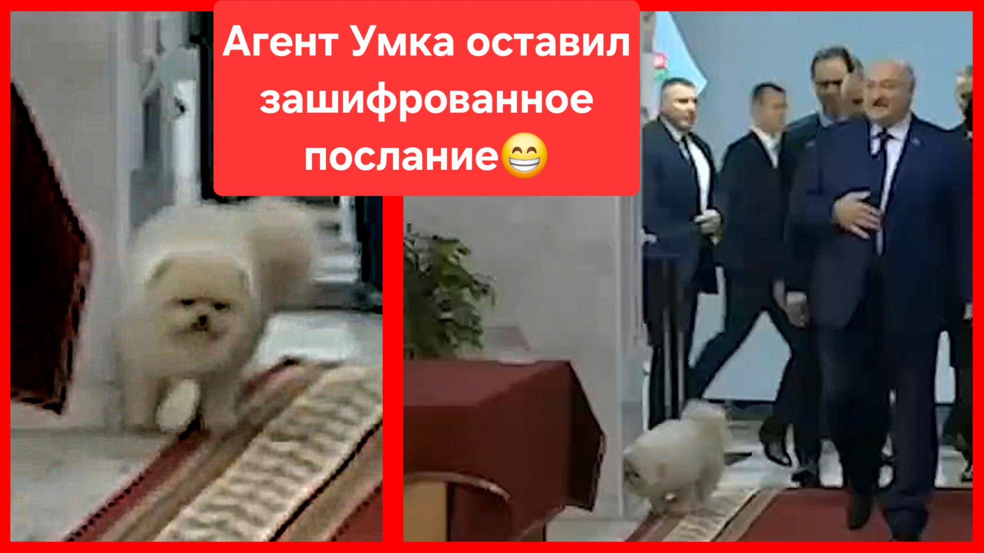 Собака Лукашенко. Агент Умка оставил зашифрованное послание другим агентам 😄