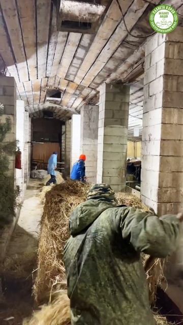 Минута из жизни Планеты коров. Вечернее кормление..