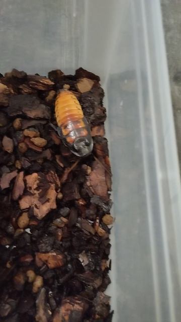 Мадагаскарские тараканы, новые питомцы.