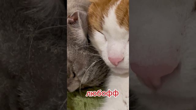 Кошачий коллаж со вкусом милоты.Любуйтесь,лайкайте,подписывайтесь!🙏❤️