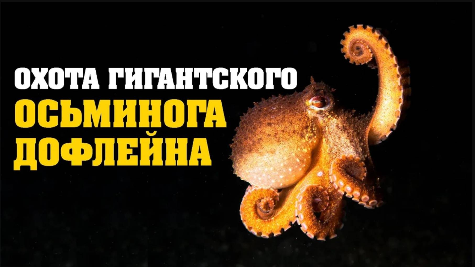 ОСЬМИНОГ Дофлейна - ночной охотник.