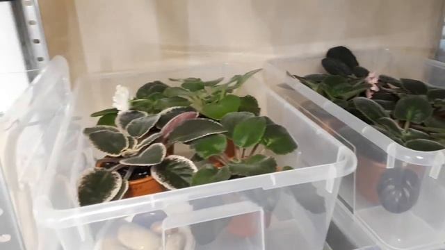 Уезжаем!😱Как сохранить Фиалки?