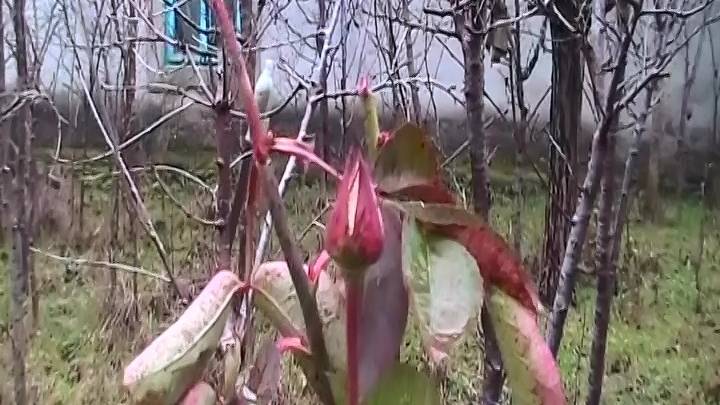 Бутон розы 1 февраля 2025 года