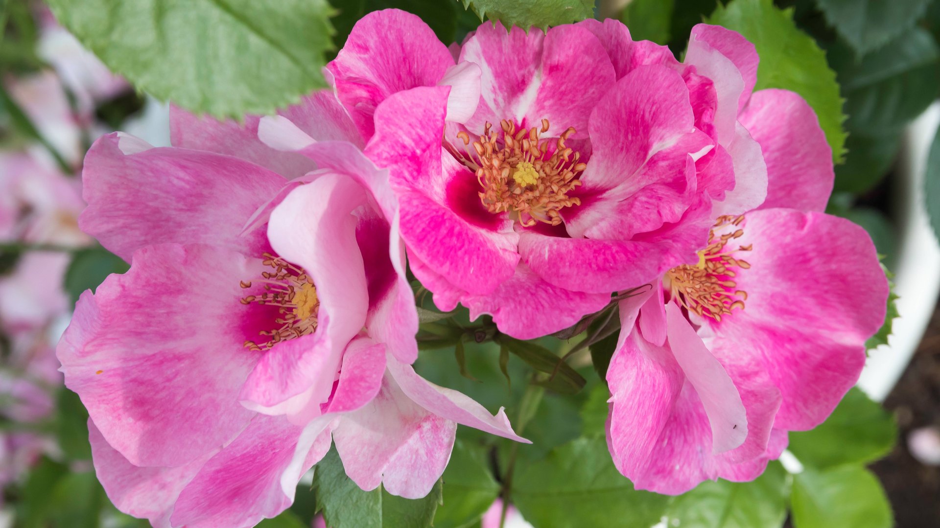 Роза Си Ю ин Розе Цветение Гибрид Гультемии Персидской