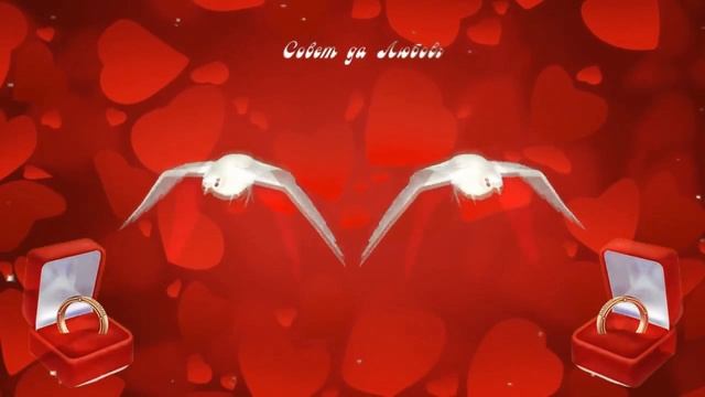 Красивые футажи на день свадьбы