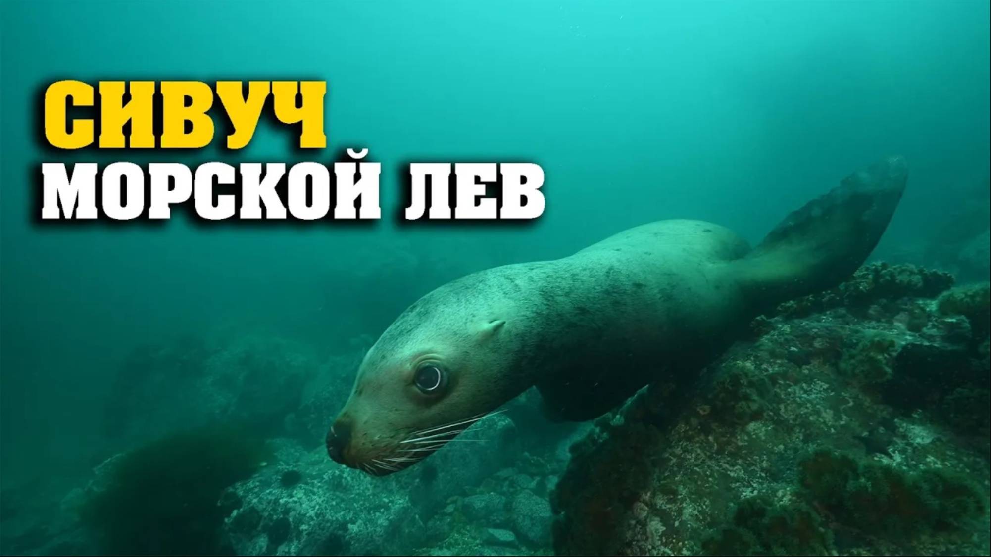Морские львы