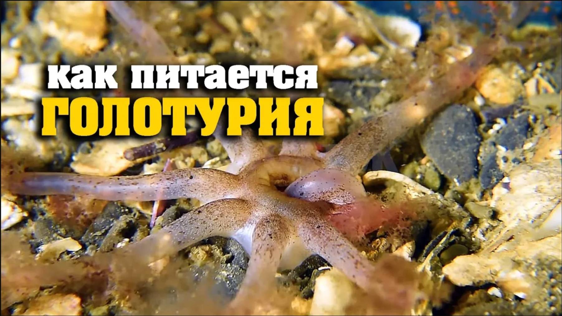 Как питается ГОЛОТУРИЯ?