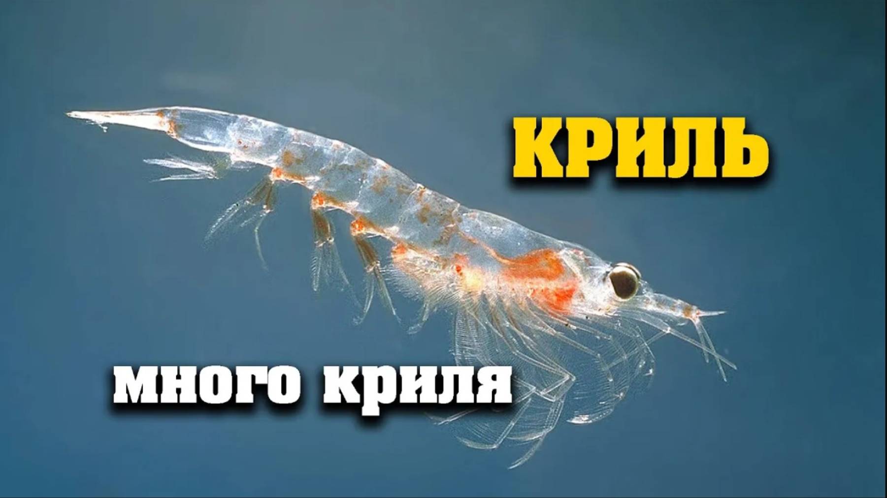 КРИЛЬ... много КРИЛЯ... очень много КРИЛЯ...