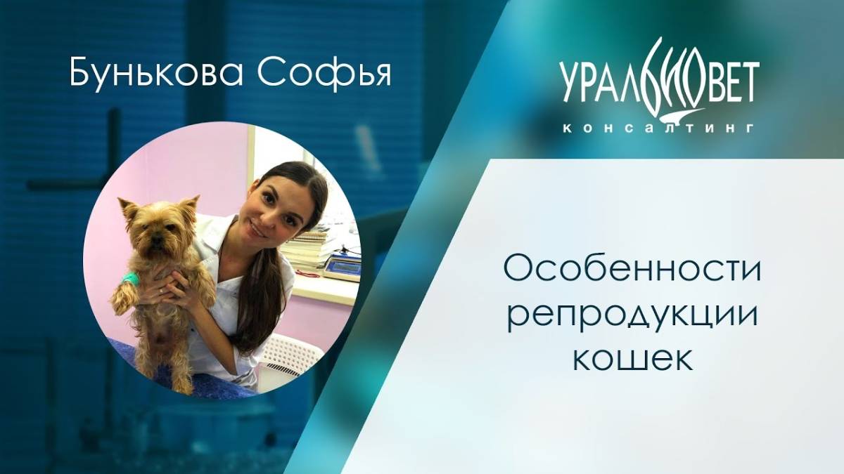 Особенности репродукции кошек. Софья Бунькова #убвк_репродуктология