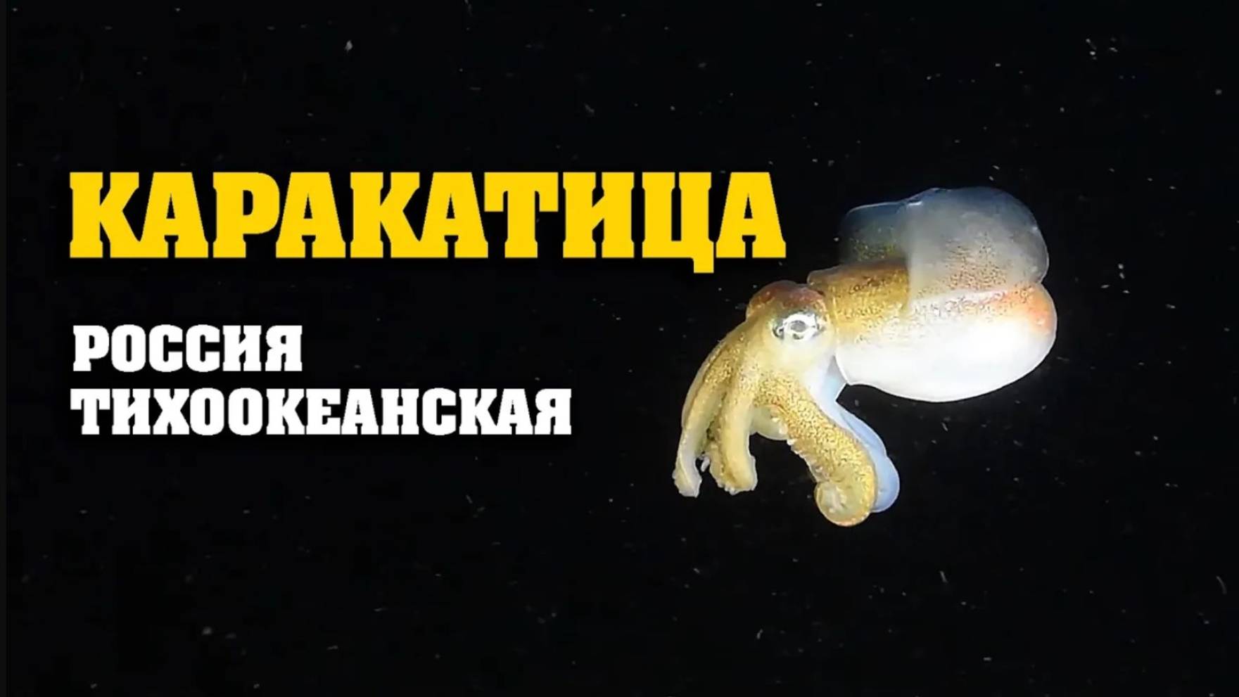 КАРАКАТИЦА Россия Тихоокеанская