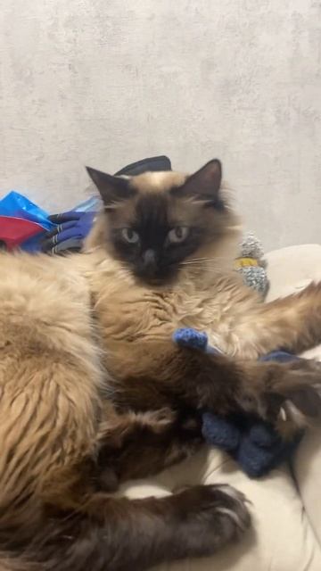Котик