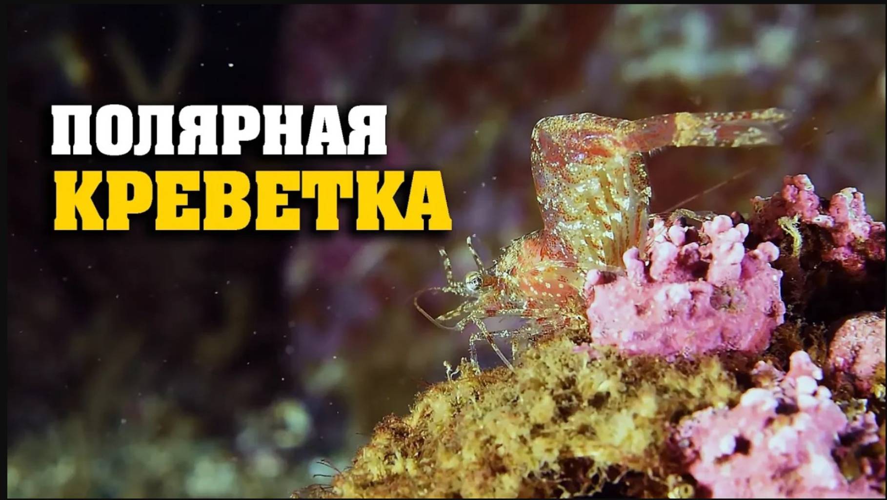 ПОЛЯРНАЯ КРЕВЕТКА lebbeus polaris