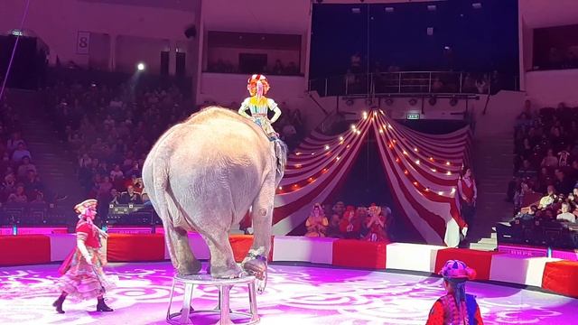 Огромный Слон в Цирке -1001 песенка