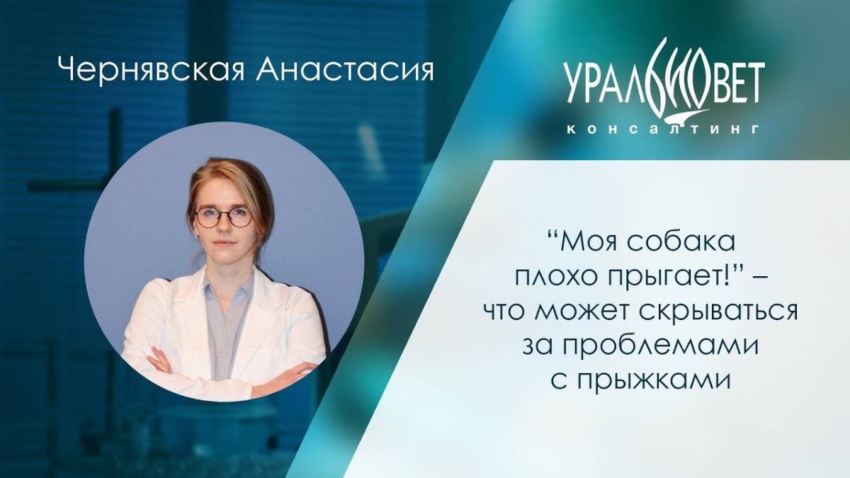 Что может скрываться за проблемами с прыжками собак. Лектор Чернявская Анастасия