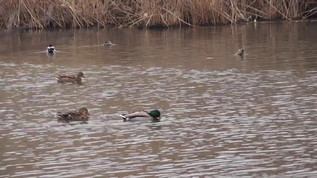 Обитатели городского водоема_31.01.2025г
