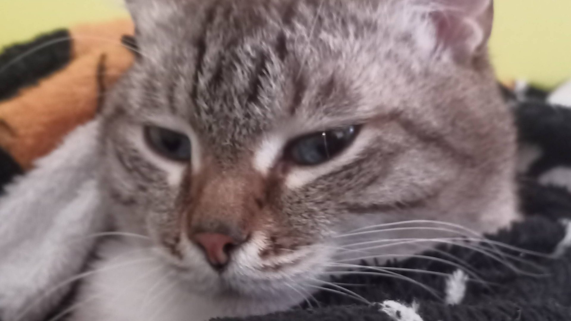 Как там выжить в цветах 🤯 | ROBLOX 1 серия Color Or Die