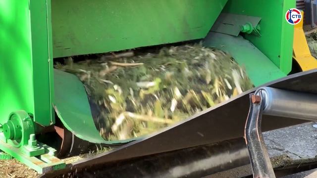 В Севастополе перерабатывают новогодние елки (Дежурный по городу. 2 февраля 2025)