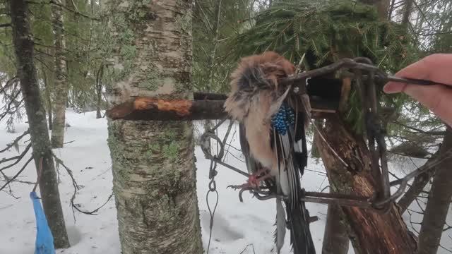 В капканах на куницу одна дичь!