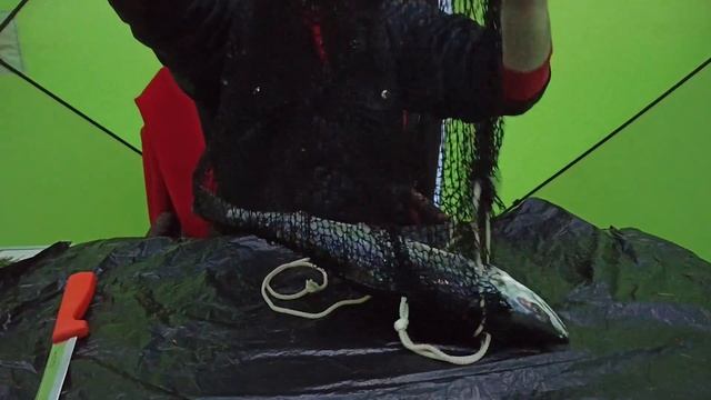 Рыбалим и готовим СИМУ.