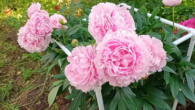 Пион "Сара Бернар"