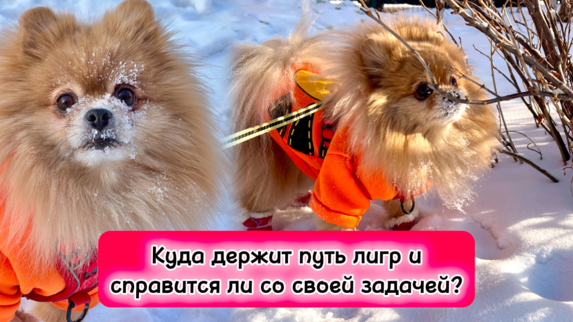 Куда держит путь лигр и справится ли он со своей задачей?