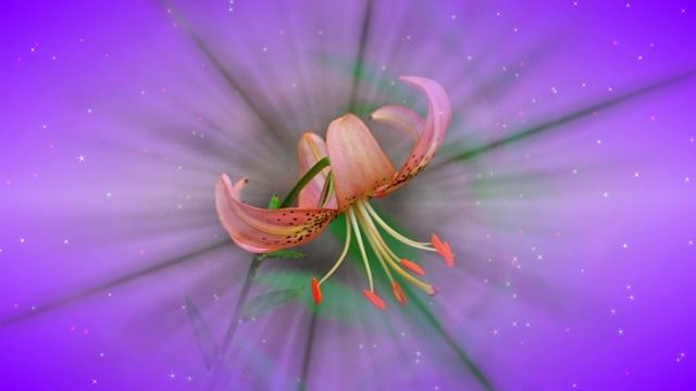 Футаж. Цветочный фон 208