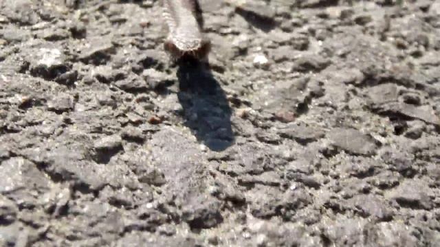 Змея Медянка маленькая