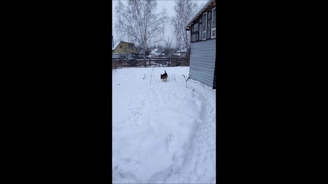 Овчарка. Том