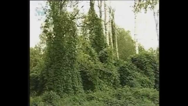 Этап I Леса и луга