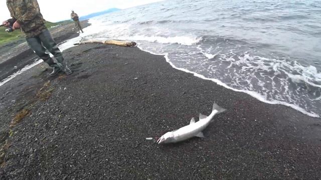 Ловля ГОРБУШИ на Юге Сахалина. Анивский залив.
