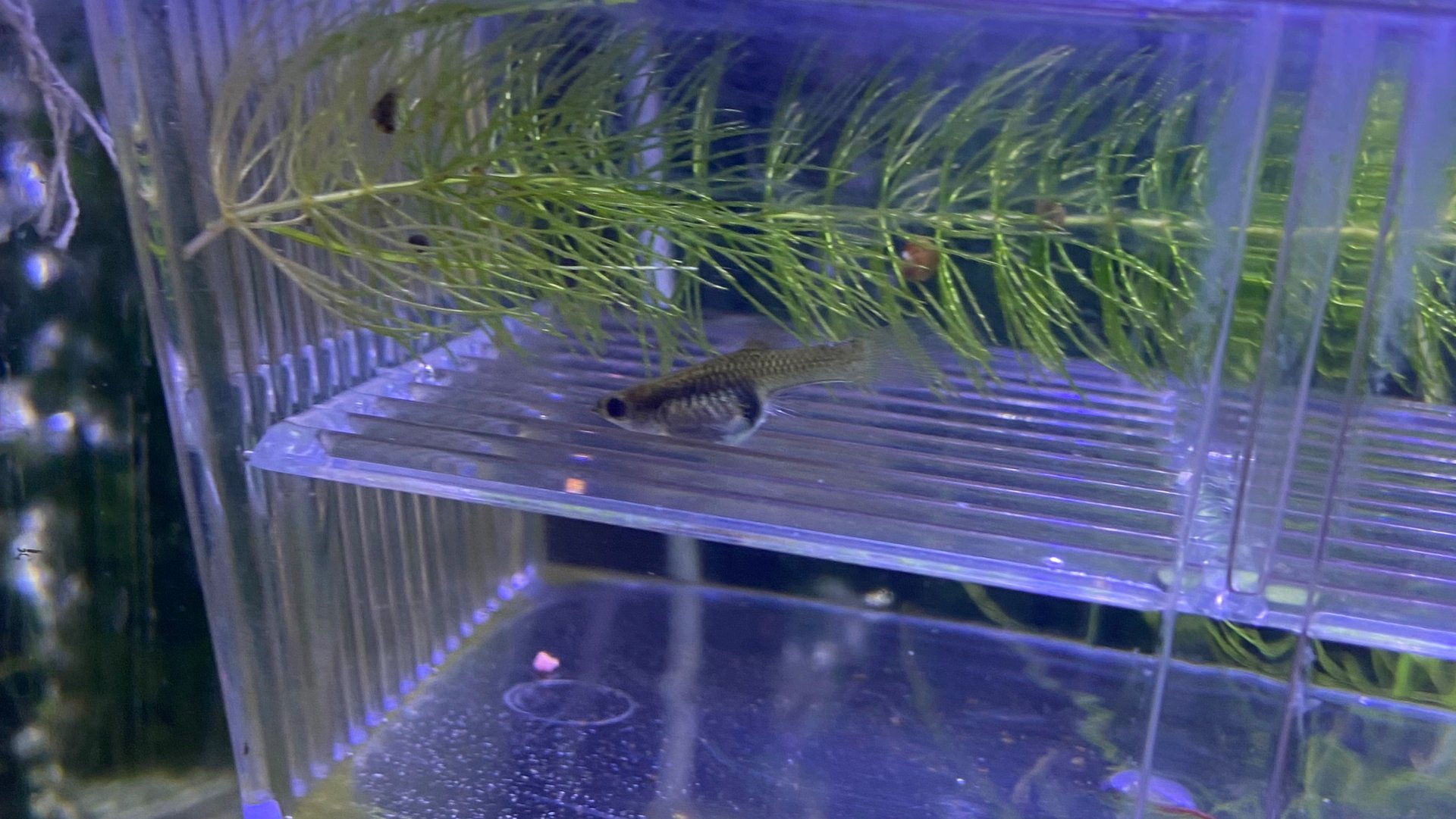 Уборка в аквариуме самка гуппи беременна