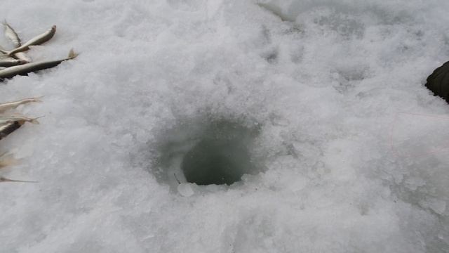 Капризный ЗУБАРЬ. Охотском море (залив Мордвинова) 2022г.