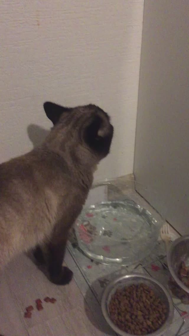 Привычки уличных кошек/Из чего пьют кошки/Сиамский кот Сёма/Нрав сиамских кошек