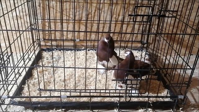 Приобрел Волжских ленточных статных голубей