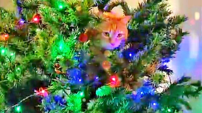 А Вы убрали свою ёлку?