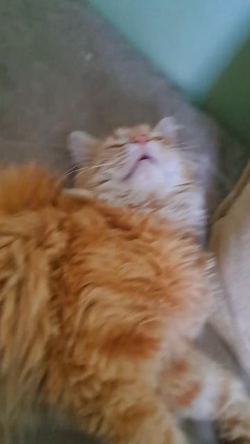 Кошки - Погладь кота!