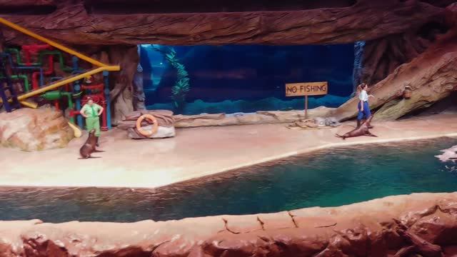 ОАЭ, Абу-Даби, SeaWorld Abu Dhabi Шоу с морскими котиками