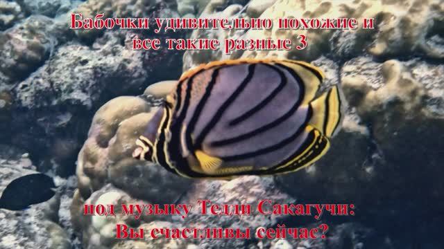 13. Бабочки удивительно похожие и все такие разные 3 под музыку Тедди Сакагучи Вы счастливы сейчас?