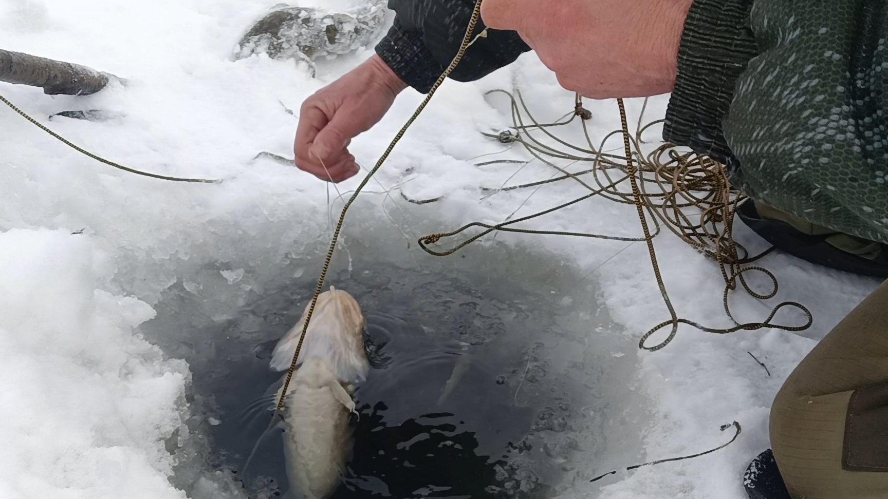 Проверка перемета на налима, продольник.