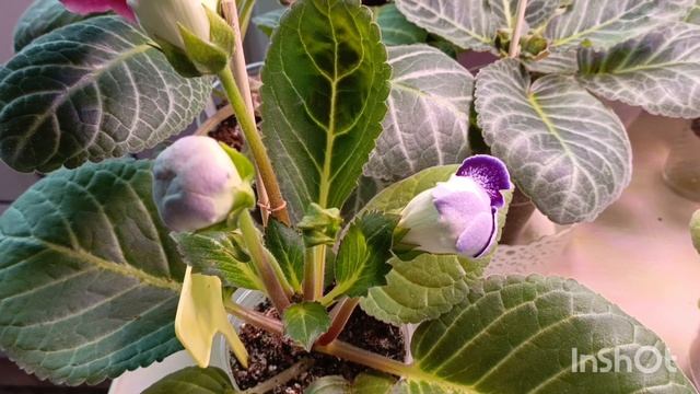 как получают новые сорта глоксиний, что нужно делать? 🌹🌺🌱