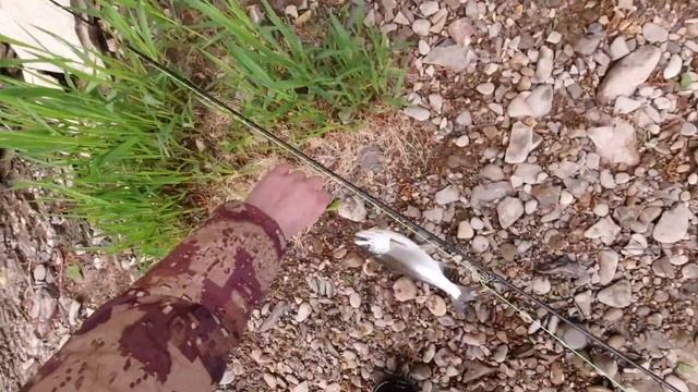 Сима на нахлыст 2022г.