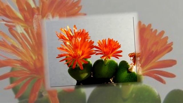 "ЖИВЫЕ КАМНИ " ЛИТОПСЫ - НАСТОЯЩЕЕ ЧУДО ПРИРОДЫ.