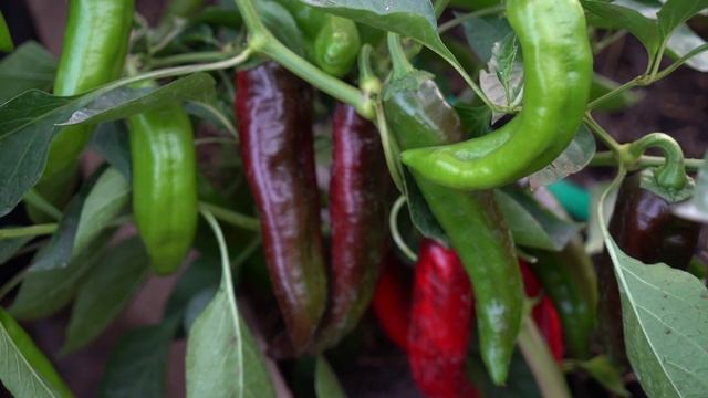 ИХ Я ТОЧНО БУДУ САЖАТЬ ВСЕГДА! ЛУЧШИЕ СОРТА ПЕРЦА!