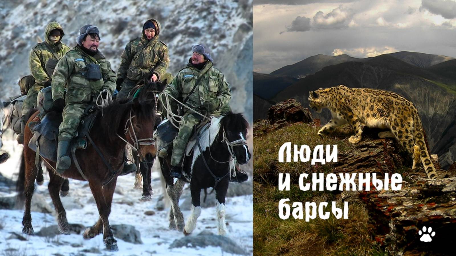 Люди и снежные барсы. Охотники помогают изучать и сохранять снежного барса в горах Алтая (Сибирь)