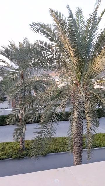 MIRAMAR 5*. МИРАМАР. ОАЭ. ФУДЖЕЙРА