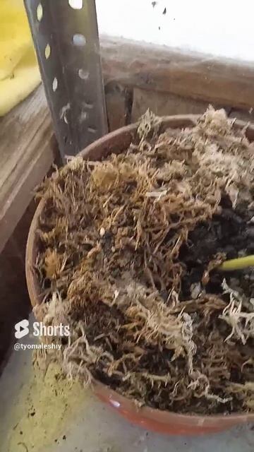 ЖЕНЬШЕНЬ ПОД ОХРАНОЙ ПАУКА! #женьшень#разведениеженьшеня#ginseng