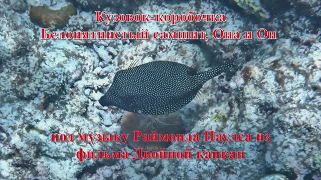 20. Кузовок-коробочка Белопятнистый самшит, Она и Он музыка Раймонда Паулса Двойнои капкан