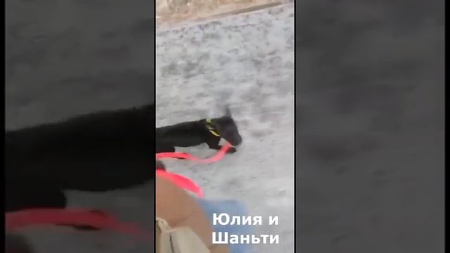 Результаты обучения на курсе "Искусство воспитания щенка"